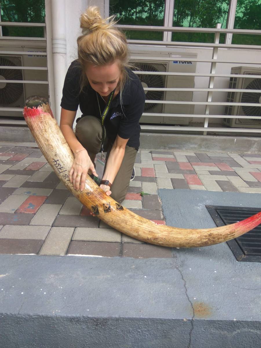 Wildlife Forensics – Chloe Hatten